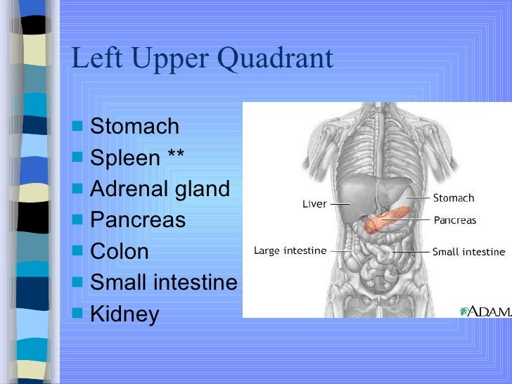 Left Upper Quadrant Anatomy