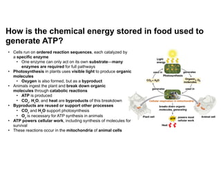 Cellular Respiration, ATP, Mitochondria, Krebs | PDF