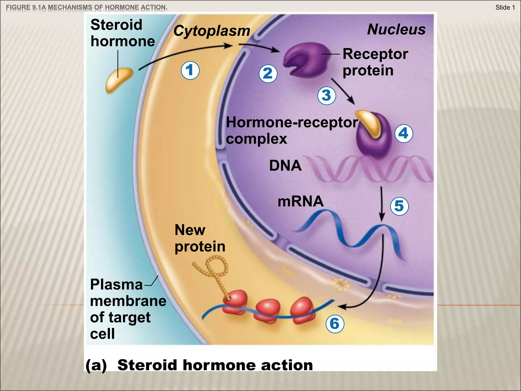Ch 9 Hormone Function.ppt