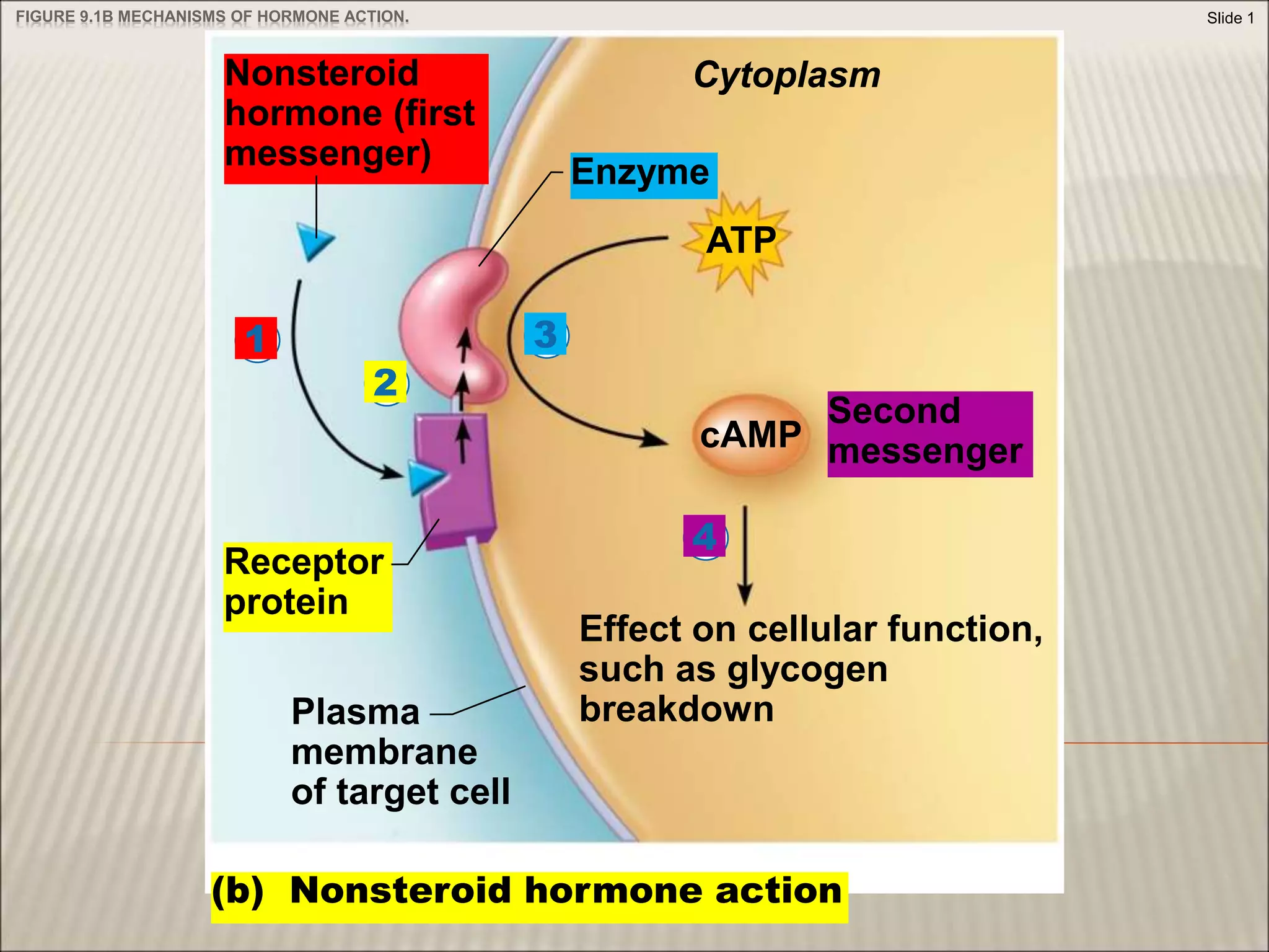 Ch 9 Hormone Function.ppt