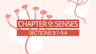 Anatomy and Physiology (Chapter 9: Senses) | PPTX