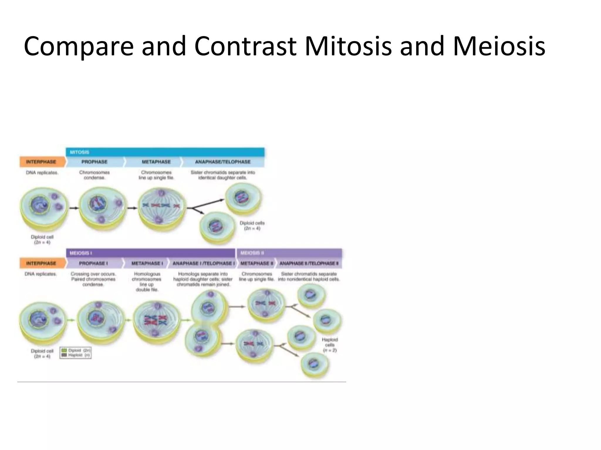 Ch 9 Sex And Meiosis Ppt