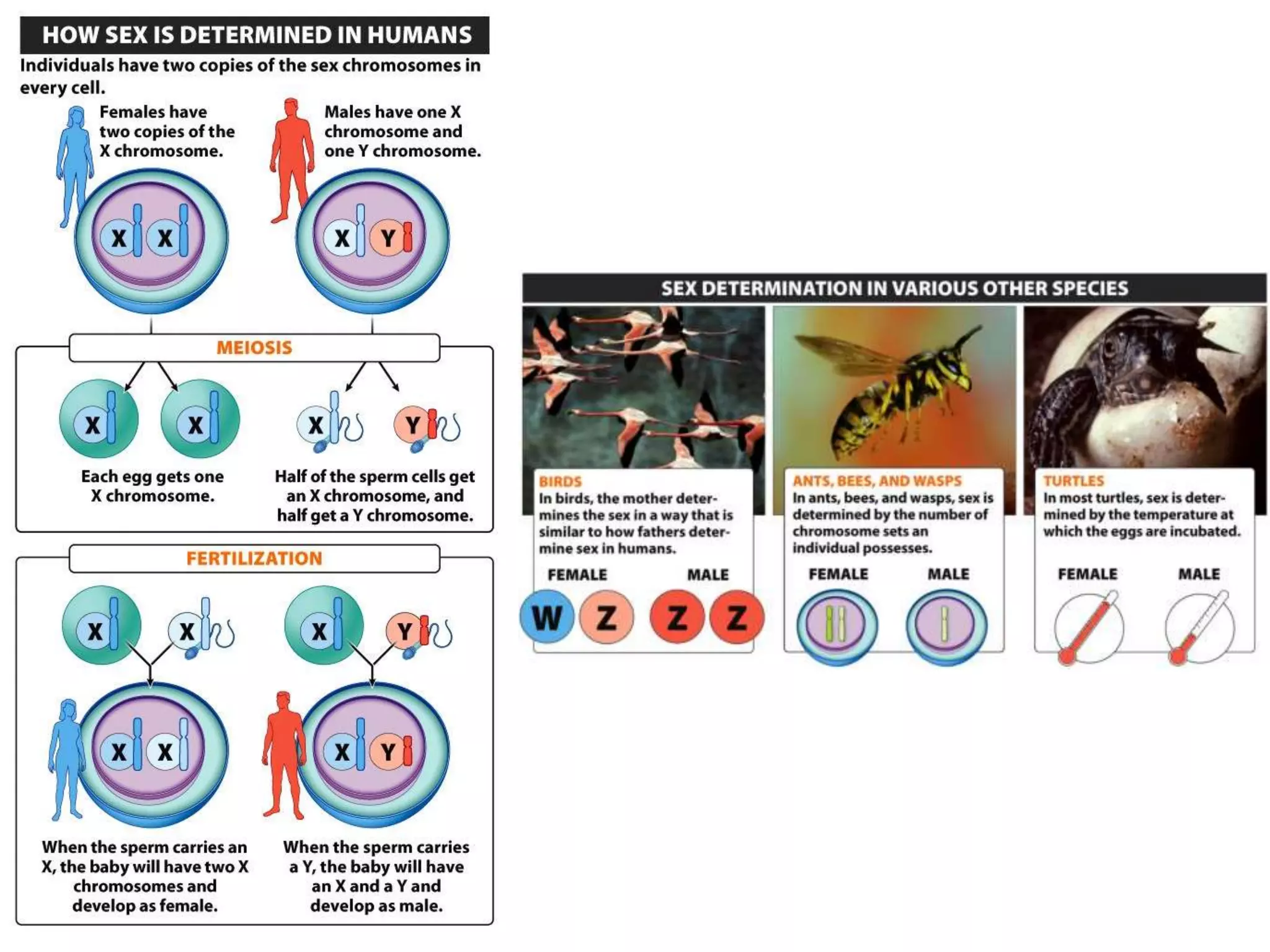 Ch 9 Sex And Meiosis Ppt Free Download 0353