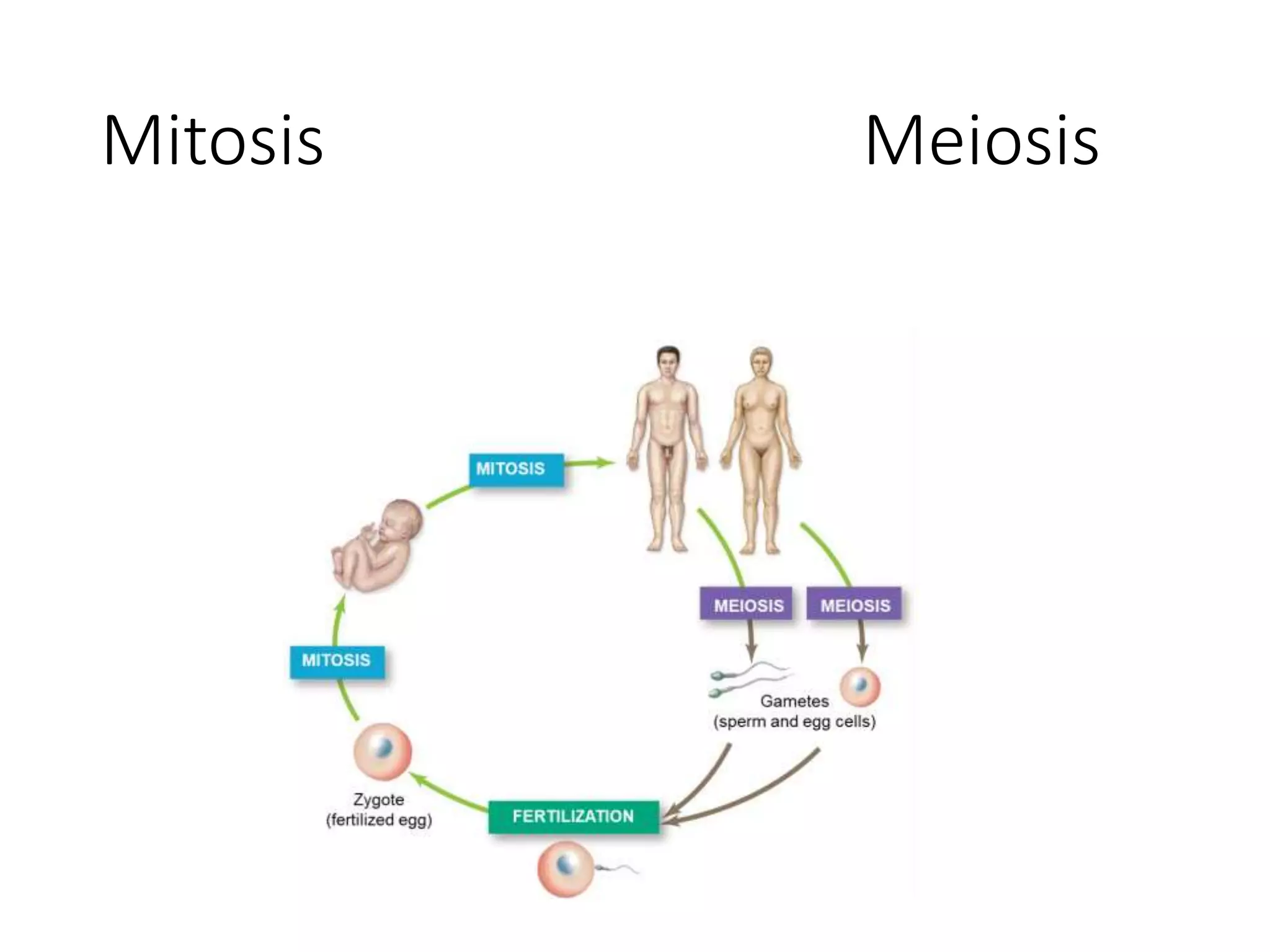 Ch 9 Sex And Meiosis Ppt Free Download