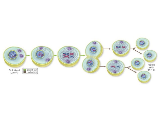 Ch 9 Sex And Meiosis Ppt