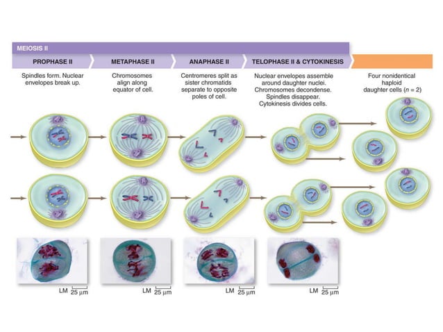 Ch 9 Sex And Meiosis Ppt Free Download