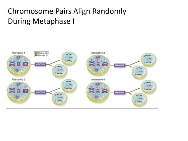 Ch 9 Sex And Meiosis Ppt 1967