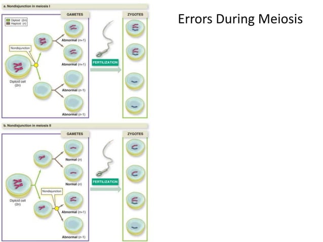 Ch 9 Sex And Meiosis Ppt Free Download