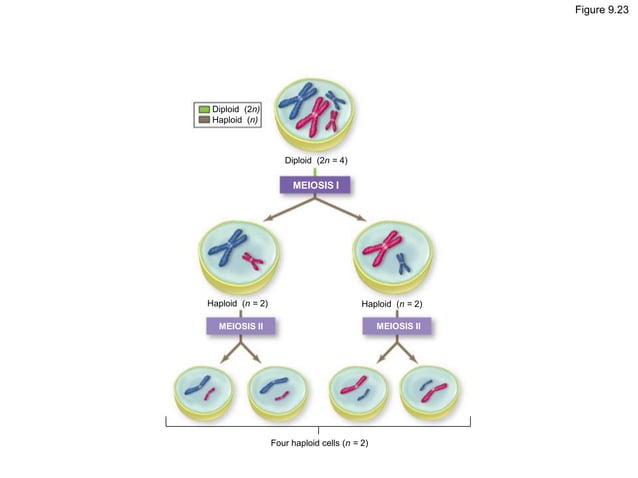 Ch 9 Sex And Meiosis Ppt