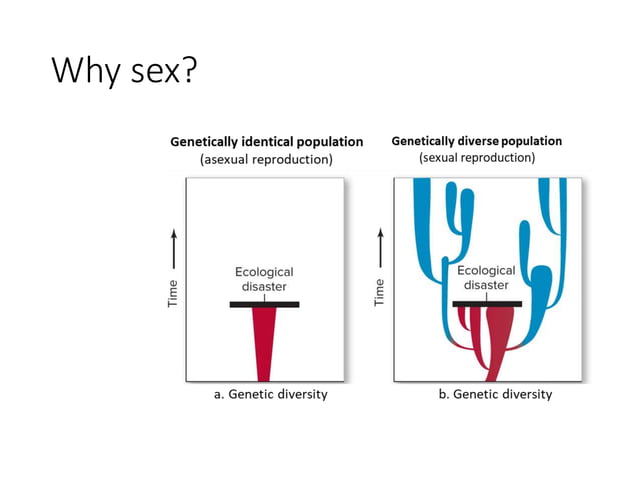Ch 9 Sex And Meiosis Ppt