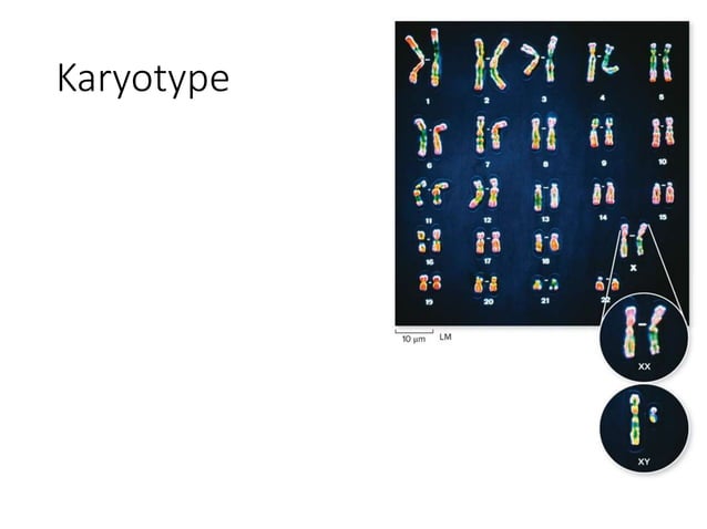 Ch 9 Sex And Meiosis Ppt Free Download