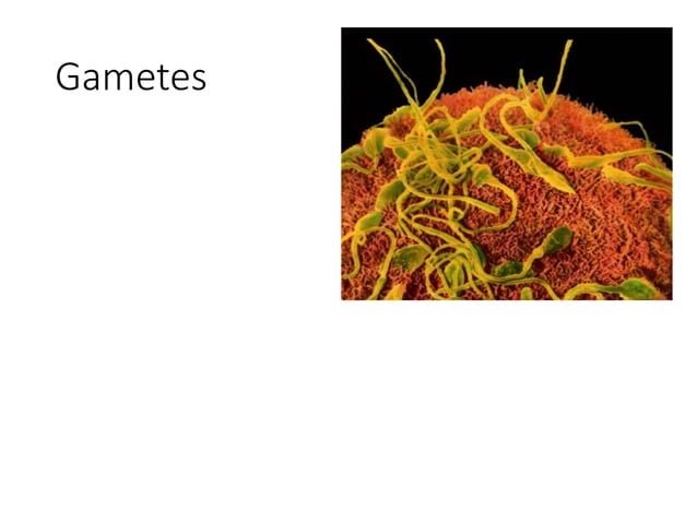 Ch 9 Sex And Meiosis Ppt