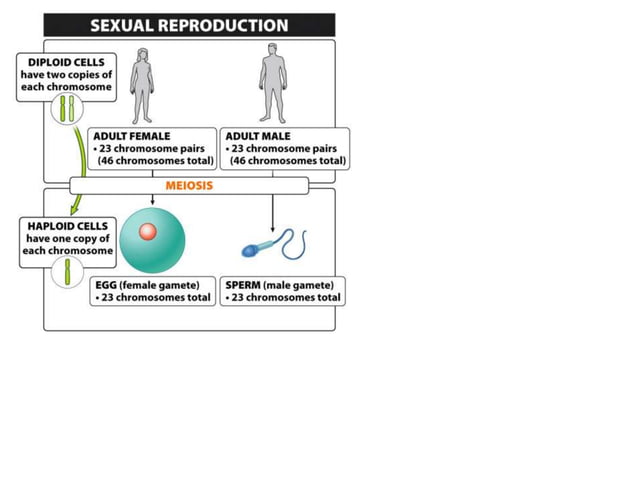 Ch 9 Sex And Meiosis Ppt
