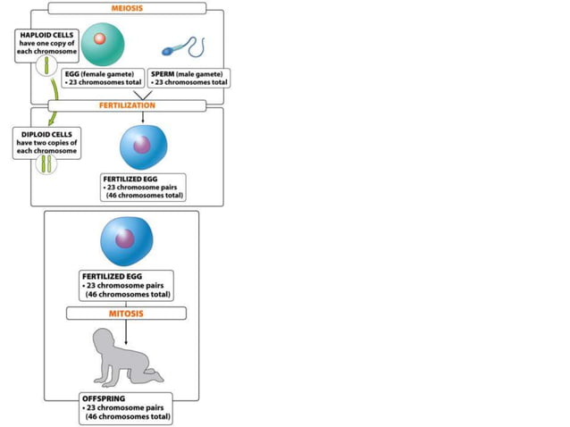 Ch 9 Sex And Meiosis Ppt