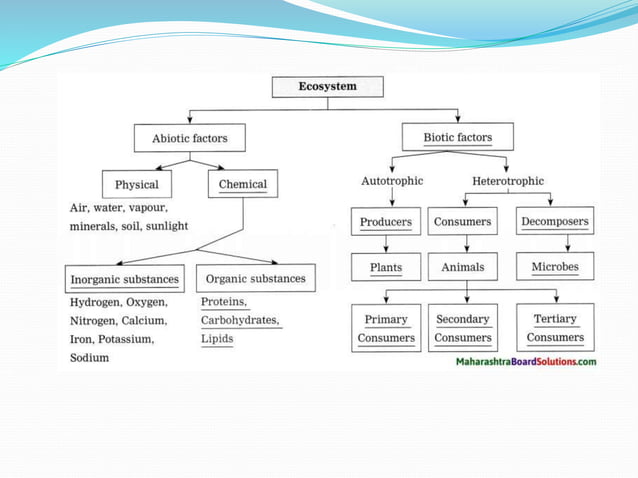Ecosystems | PPTX | Geography | Science