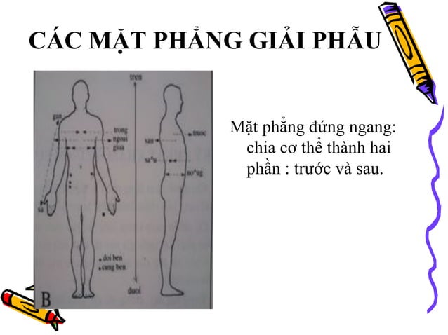 Các mặt cắt cơ bản siêu âm bụng | PDF