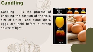 Chaaracteristics of Fresh Eggs.pptx