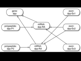 Chado for evolutionary biology | PPT