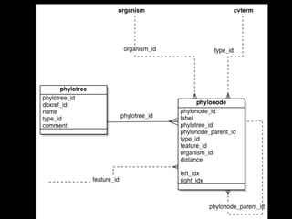 Chado for evolutionary biology | PPT