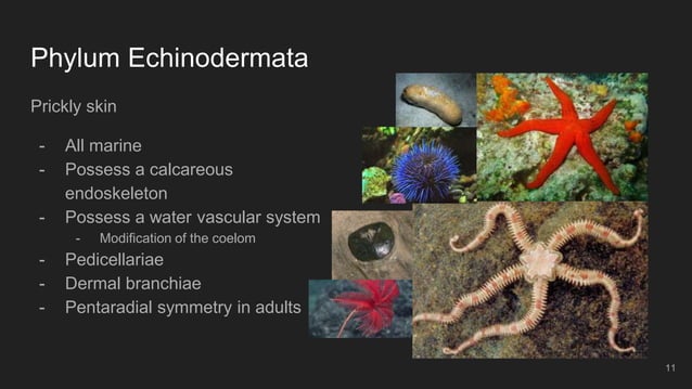 Chaetognaths, echinoderms, and hemichordates | PPTX | Geology | Science
