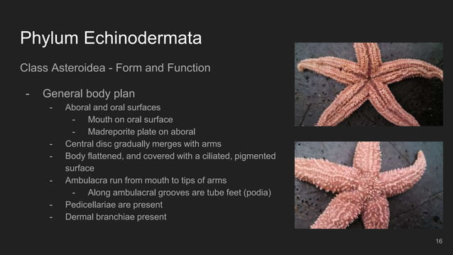 Chaetognaths, echinoderms, and hemichordates | PPTX | Geology | Science