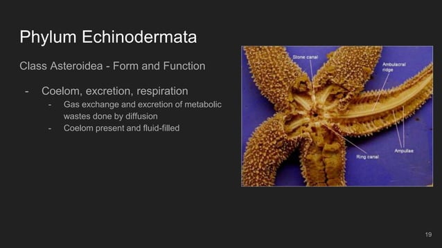 Chaetognaths, echinoderms, and hemichordates | PPTX | Geology | Science