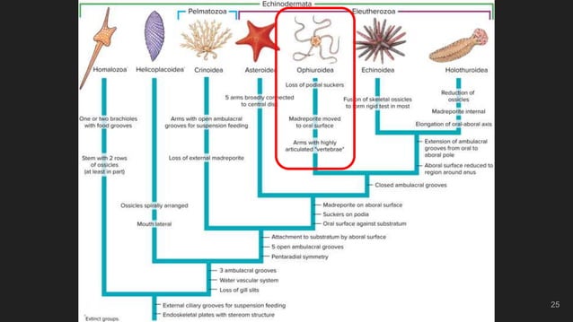 Chaetognaths, echinoderms, and hemichordates | PPTX | Geology | Science