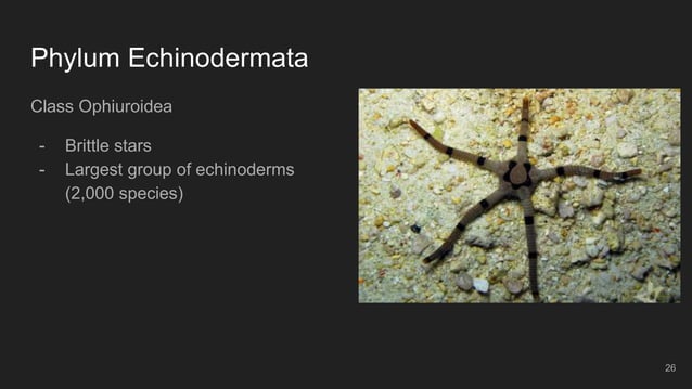 Chaetognaths, echinoderms, and hemichordates | PPTX | Geology | Science