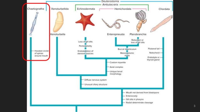 Chaetognaths, echinoderms, and hemichordates | PPTX | Geology | Science