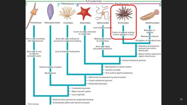 Chaetognaths, echinoderms, and hemichordates | PPTX | Geology | Science