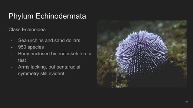 Chaetognaths, echinoderms, and hemichordates | PPTX | Geology | Science