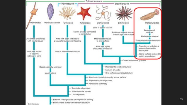 Chaetognaths, echinoderms, and hemichordates | PPT