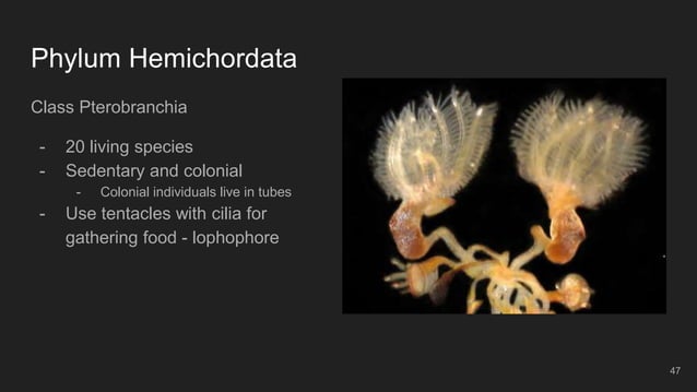 Chaetognaths, echinoderms, and hemichordates | PPTX | Geology | Science