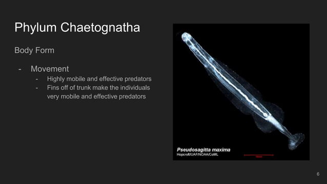 Chaetognaths, echinoderms, and hemichordates | PPTX | Geology | Science