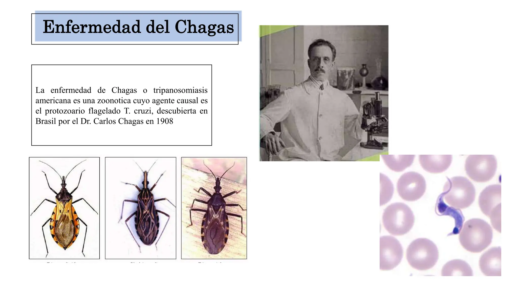 Enfermedad del Chagas - generalidades -p | PPT