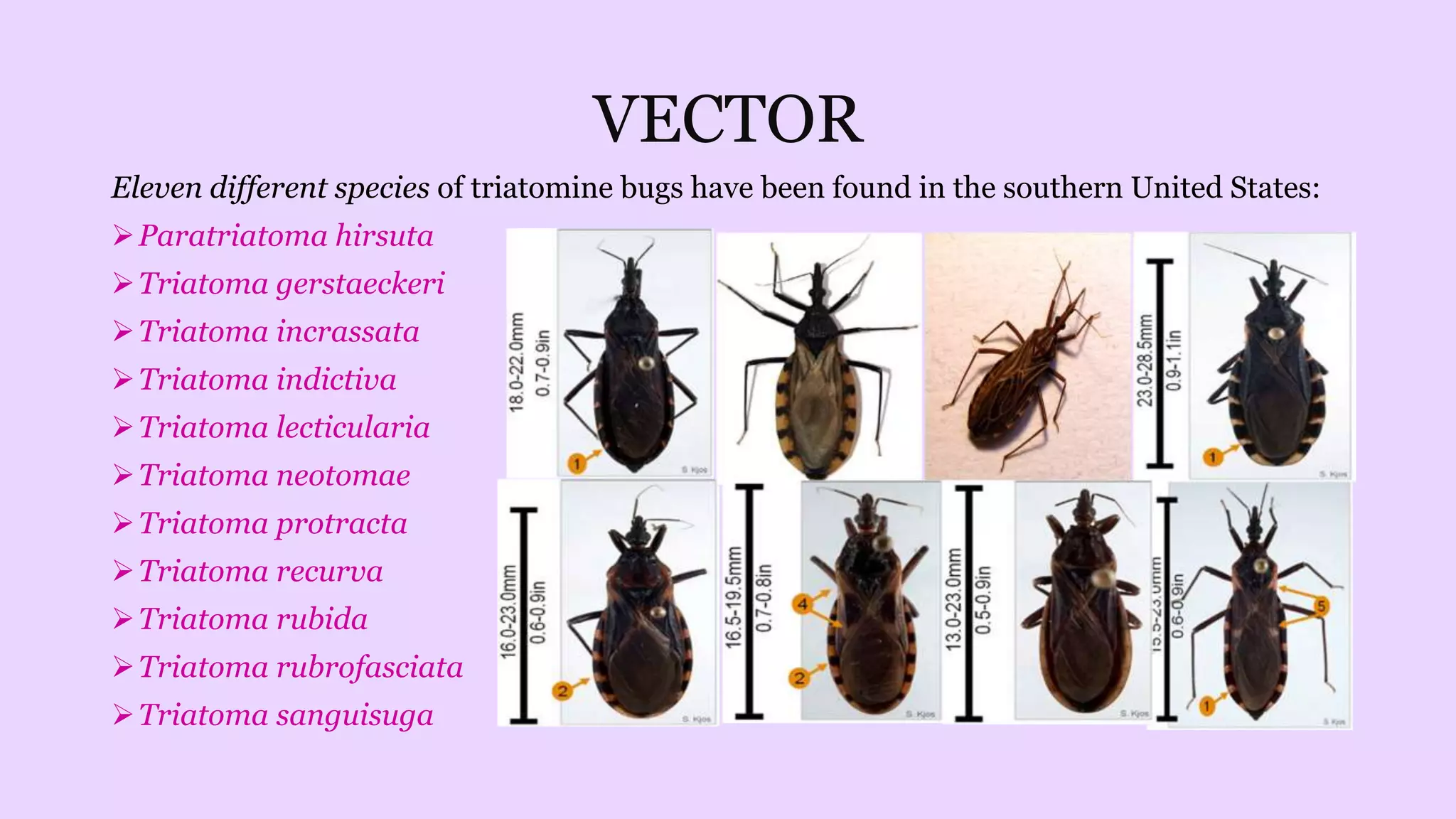 Chagas Disease (American Trypanosomiasis) | PPTX