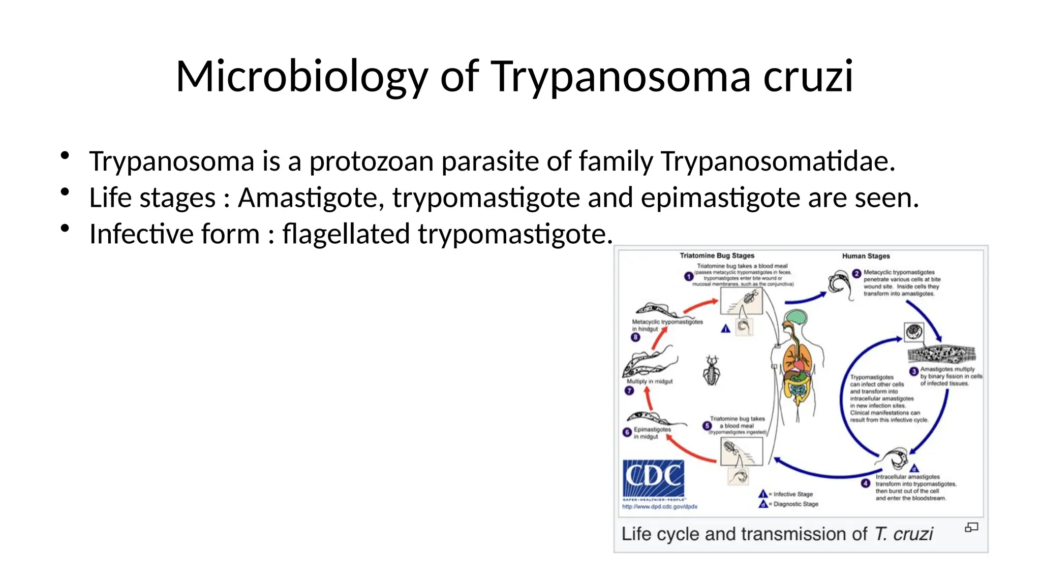 Chagas Disease aka kissing bug disease or Trypanosoma cruzi | PPT