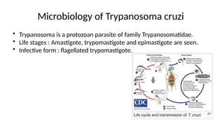 Chagas Disease aka kissing bug disease or Trypanosoma cruzi | PPT