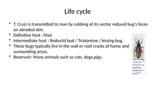 Chagas Disease aka kissing bug disease or Trypanosoma cruzi | PPT