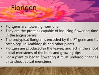 Chailakhyan Theory of flowering explained.pptx