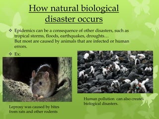 Chaimae Boulben Biological Natural Disasters | PPTX