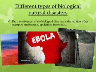 Chaimae Boulben Biological Natural Disasters | PPTX