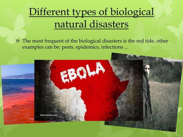 Chaimae Boulben Biological Natural Disasters | PPTX