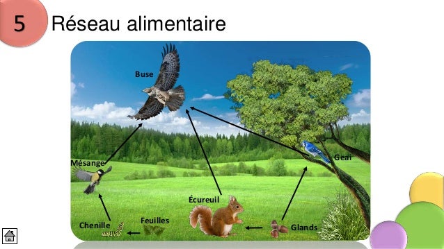Chaine alimentaire