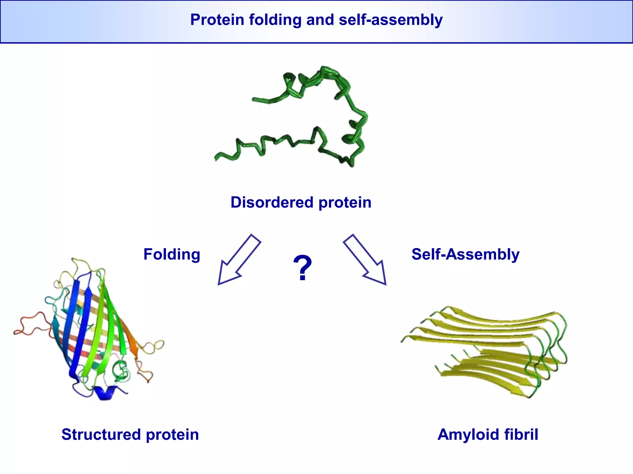 Amyloid fibril growth | PPTX