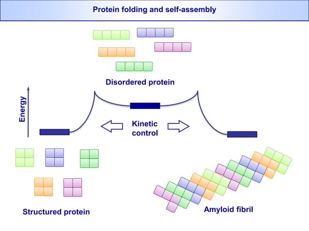 Amyloid fibril growth | PPTX | Physics | Science