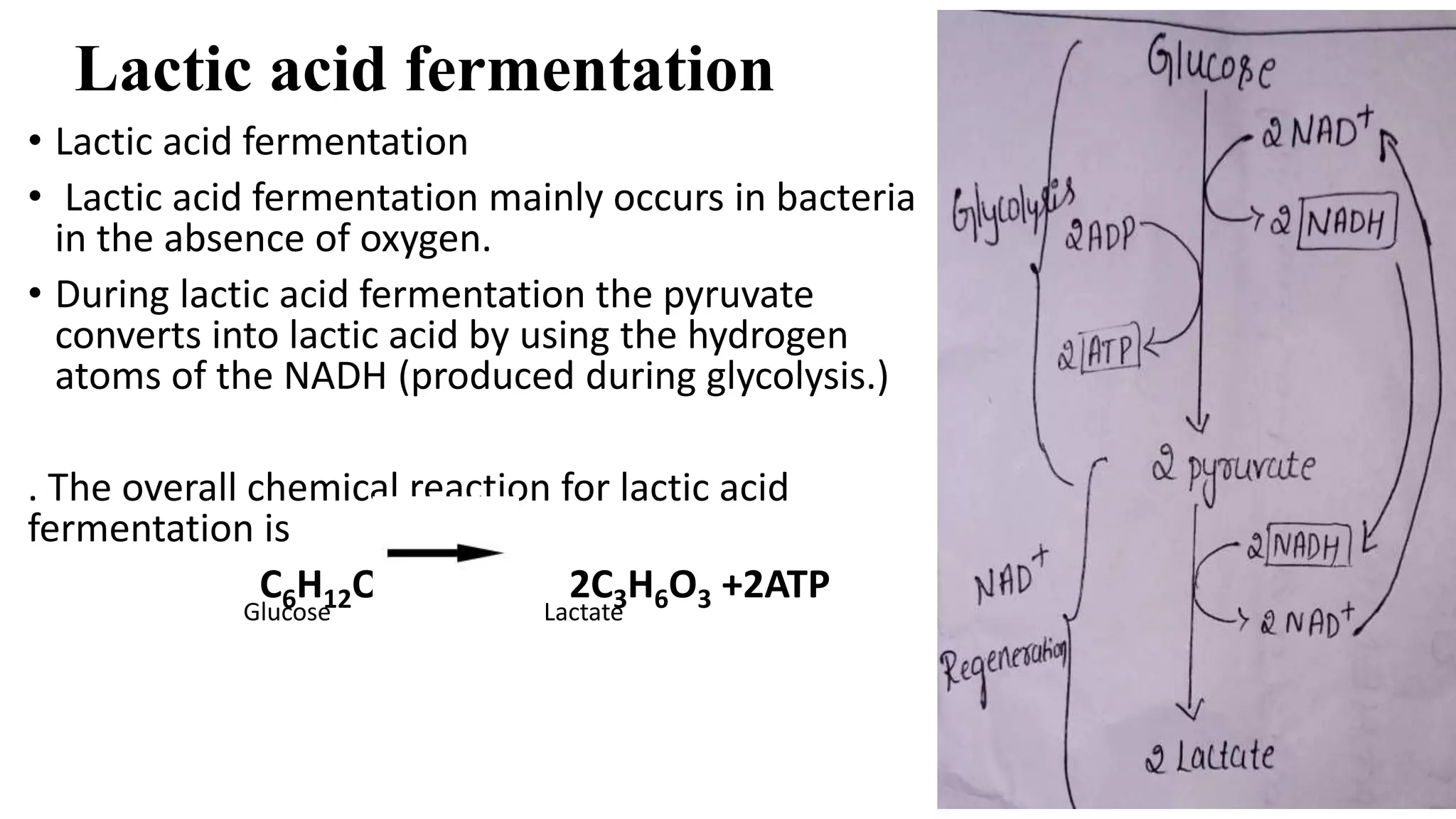 Fermentation | PPTX