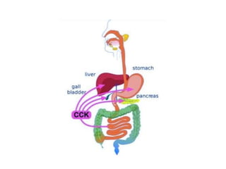 Hormonal control of the gastrointestinal tract | PPTX