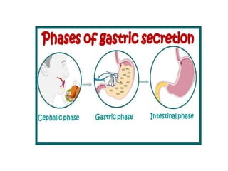 Hormonal control of the gastrointestinal tract | PPTX