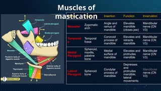 mandibular movements and their importance | PPTX
